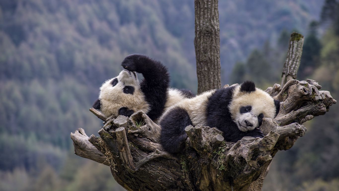 China to send more giant pandas to U.S., San Diego Zoo says