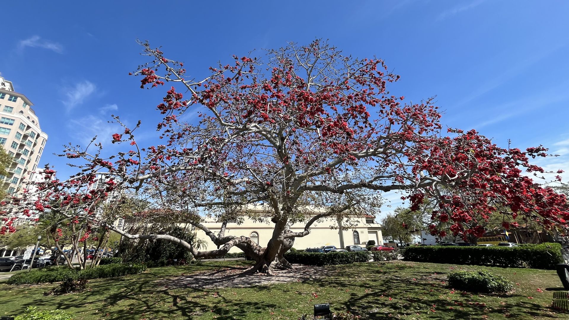 Museum of Fine Arts St. Petersburg's Bombax tree is in bloom - Axios ...