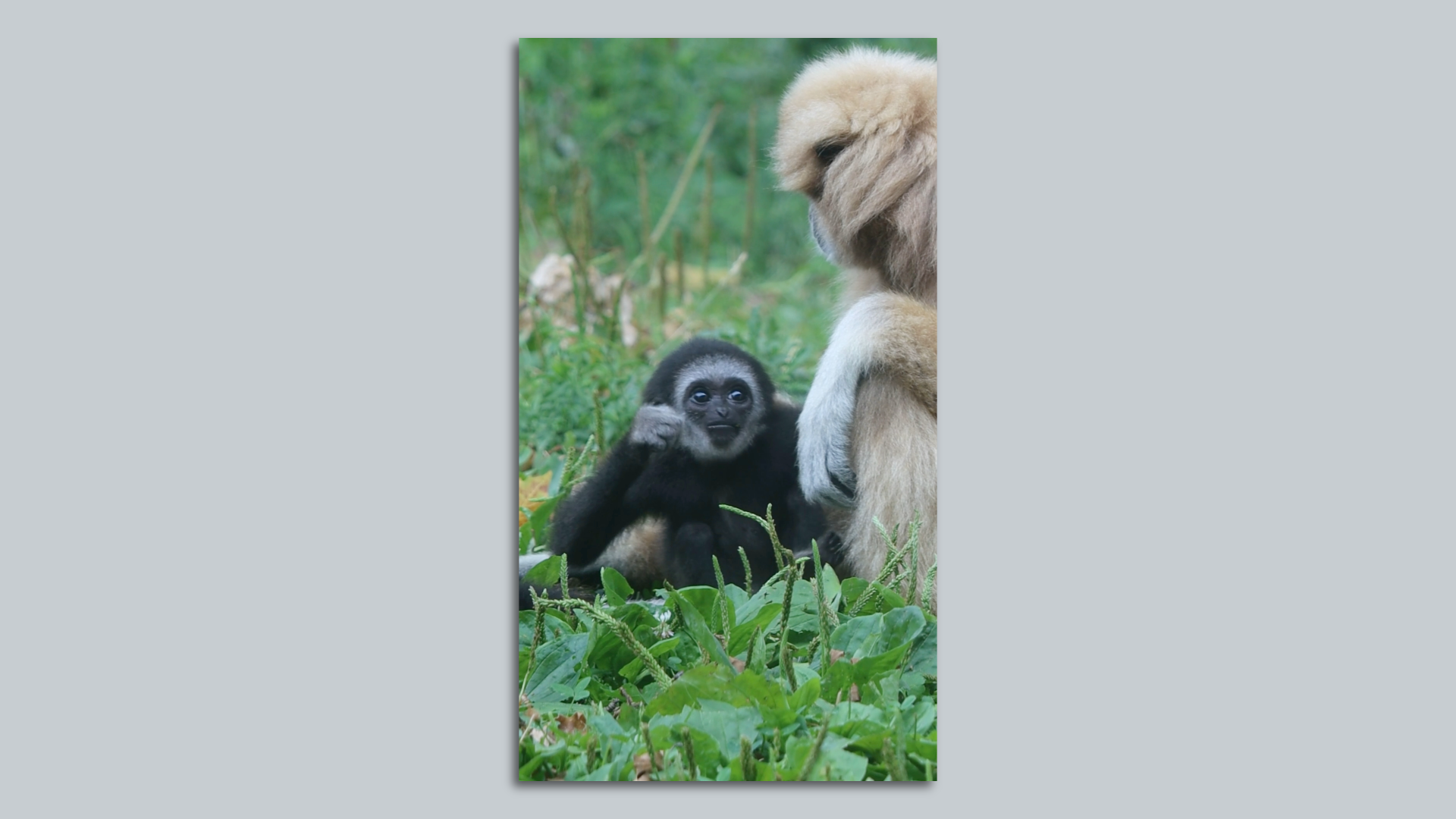 Meet the Philadelphia Zoo's new animals of 2024 - Axios Philadelphia
