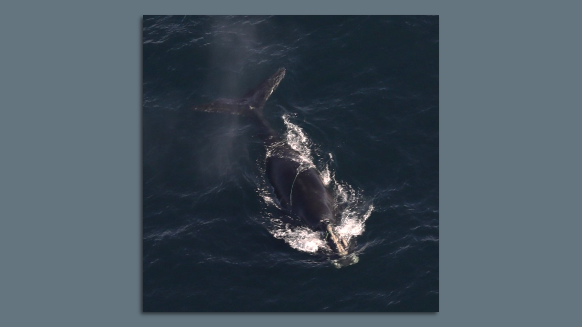Two right whales entangled off Nantucket coast in Massachusetts - Axios ...