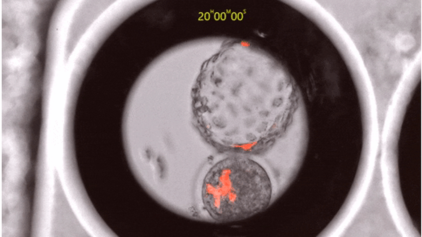 Scientists create embryos with human and monkey cells