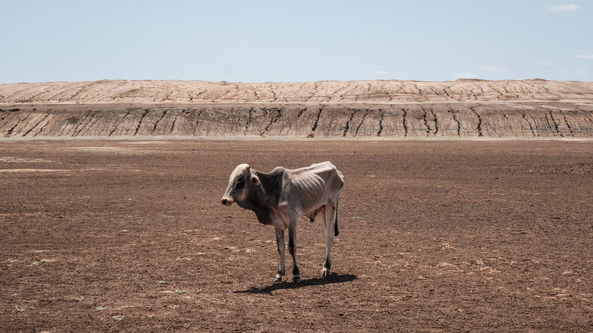 Devastating drought in Horn of Africa brought on by climate change