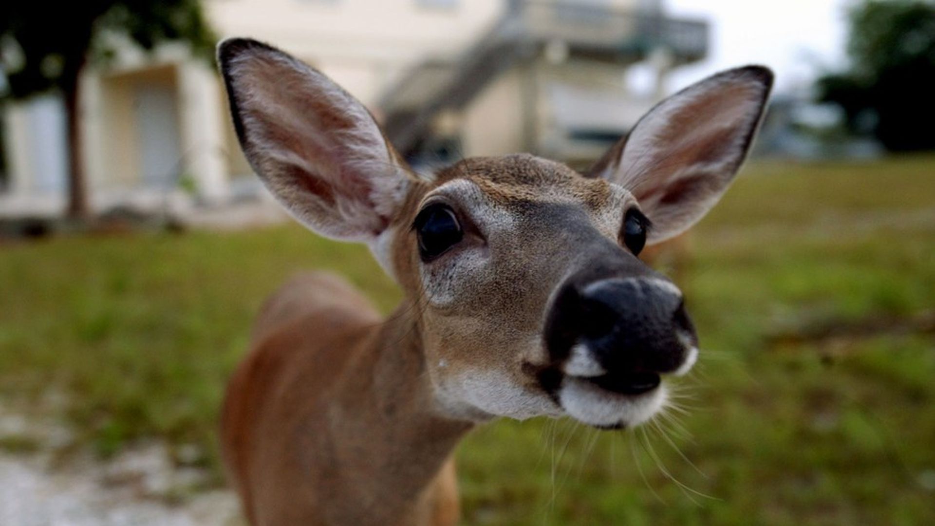 Endangered Key deer spotted after Irma