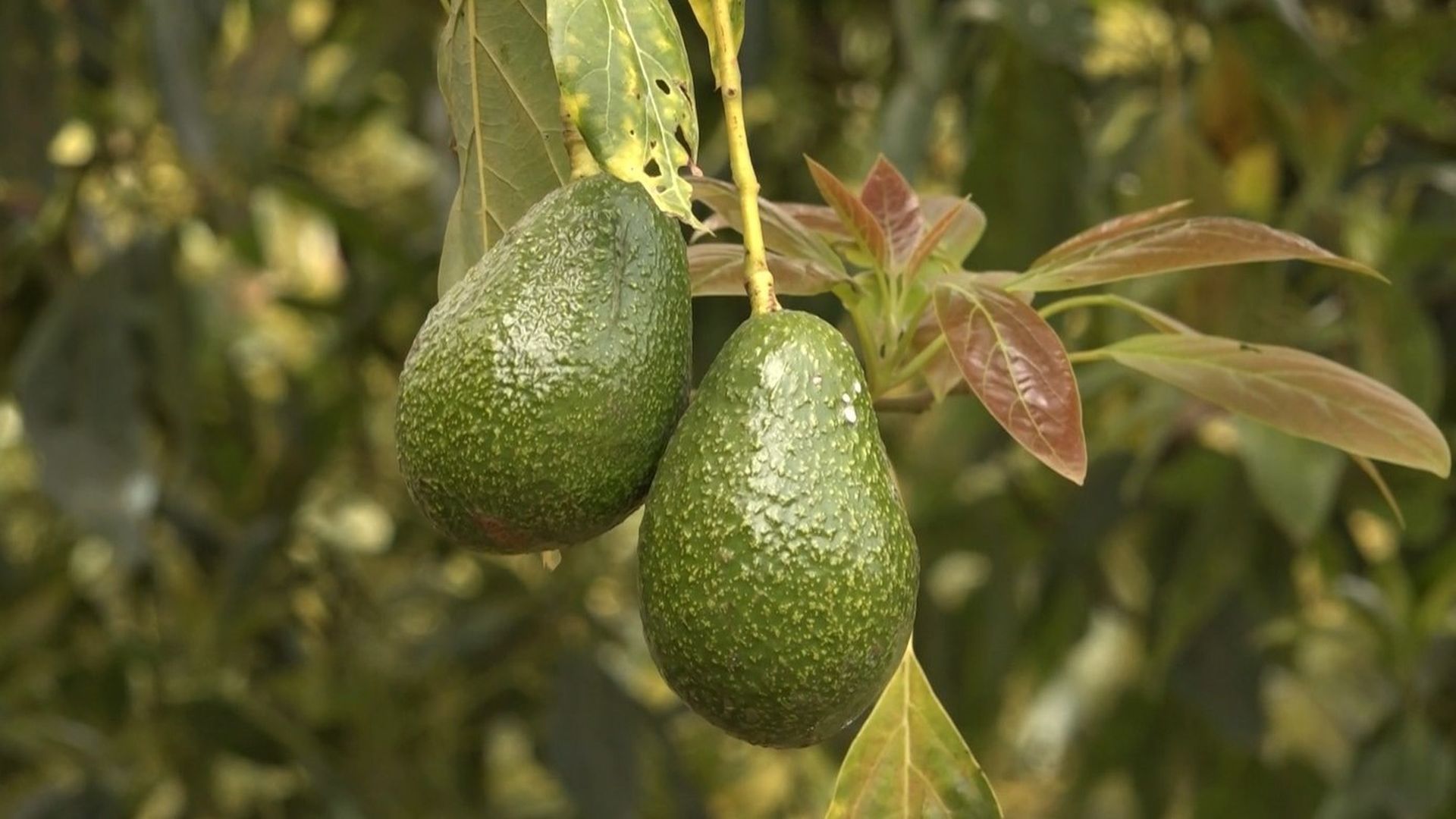 The path to sustainability in the Mexican avocado landscape