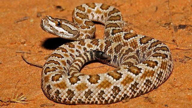 Rattlesnake season is coming to Utah. Here's how to stay safe. - Axios ...