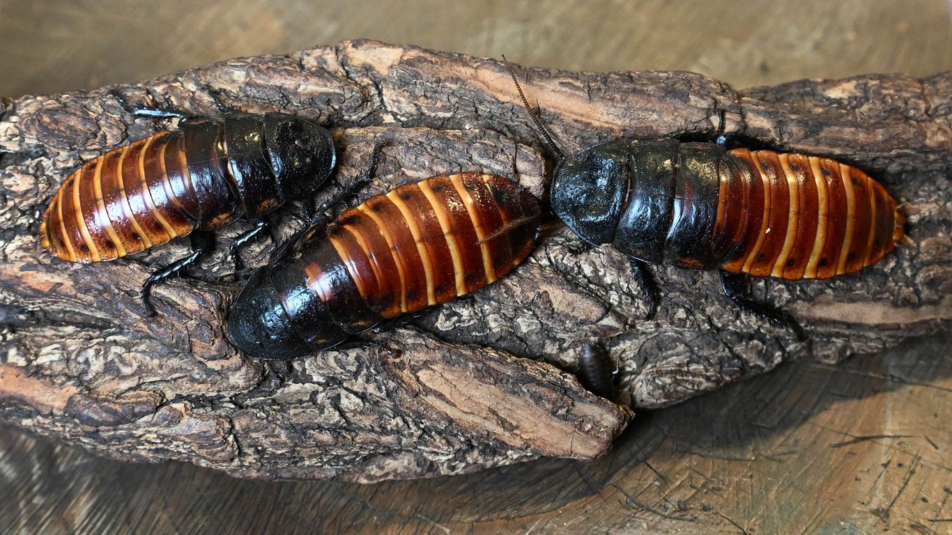 Name a cockroach after your ex at Brookfield Zoo this Valentine's Day ...