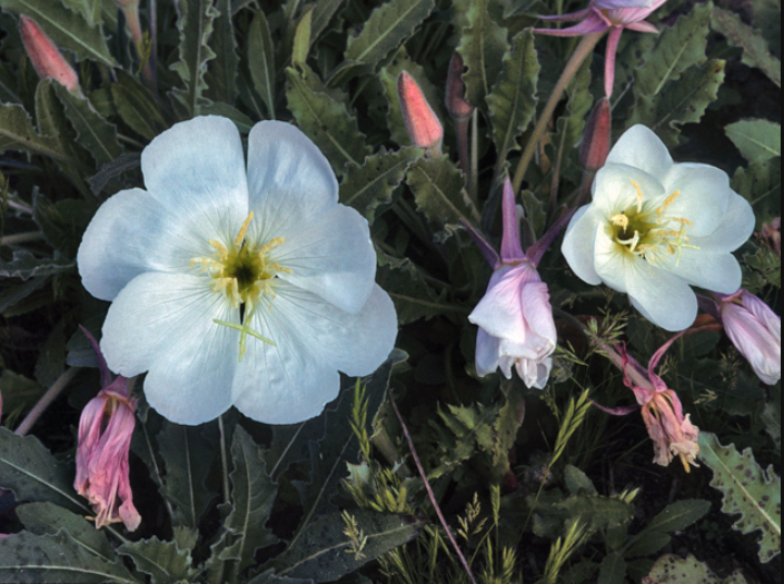 The best native plants for gardening in Denver - Axios Denver