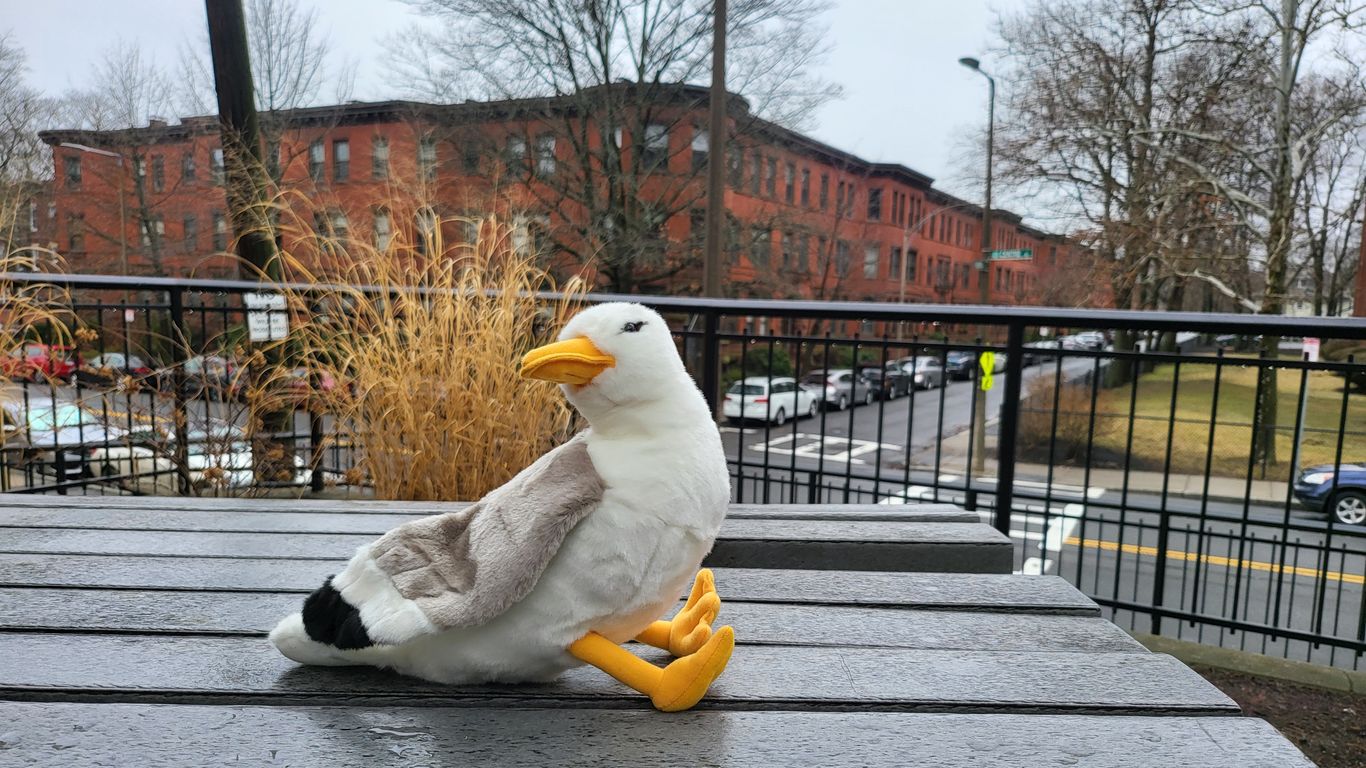 Where's Townie? - Axios Boston