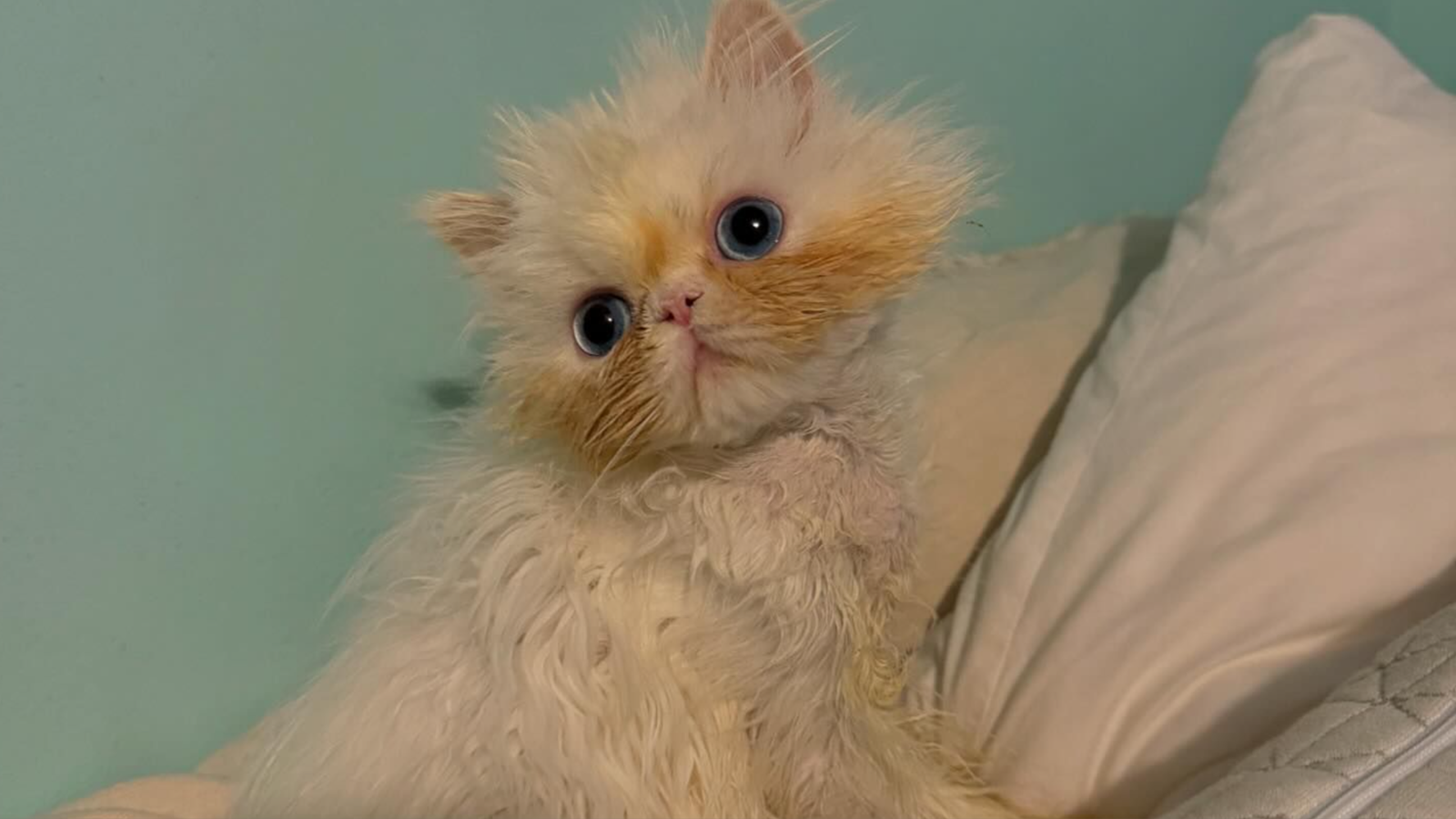 Wisp, Tampa's TikTok-famous cat, turns 1 - Axios Tampa Bay