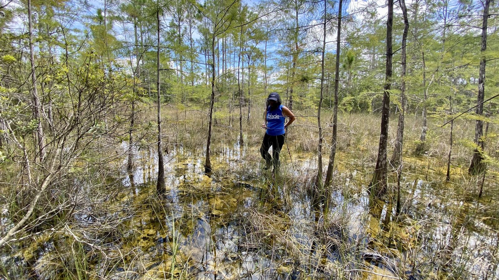 Florida Python Challenge lessons: Snakes are good at hiding - Axios ...