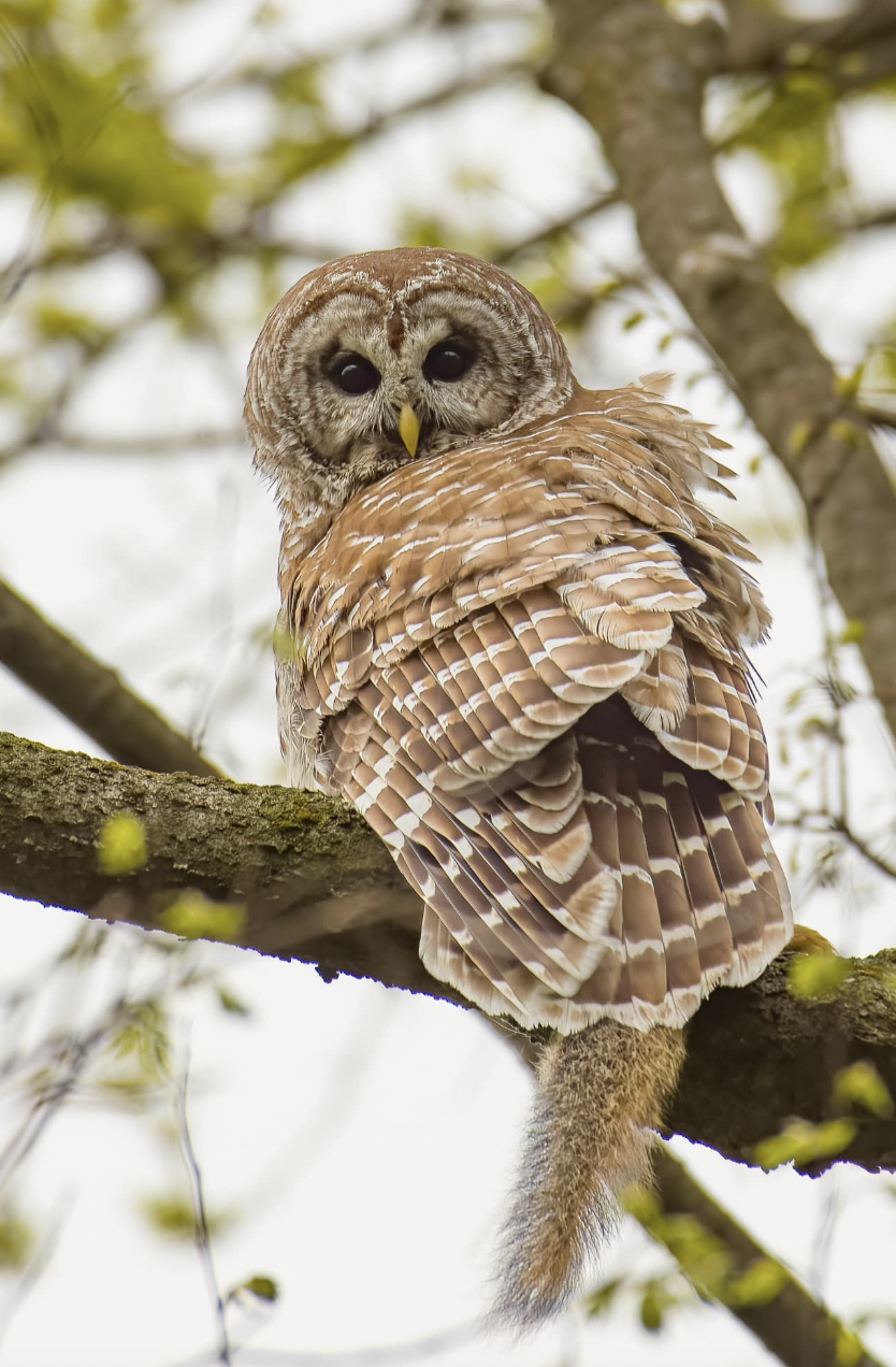 1 pic to go: That's a funny looking tail ... - Axios Des Moines