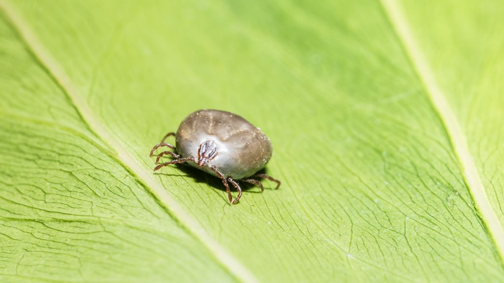 America's newest tick is rapidly invading Eastern Seaboard.