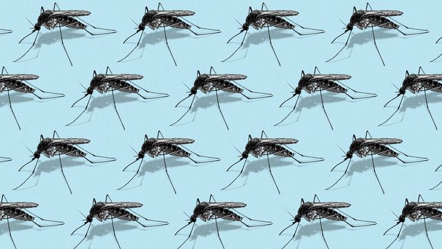Dengue fever in Florida: How many cases are in Tampa Bay - Axios Tampa Bay