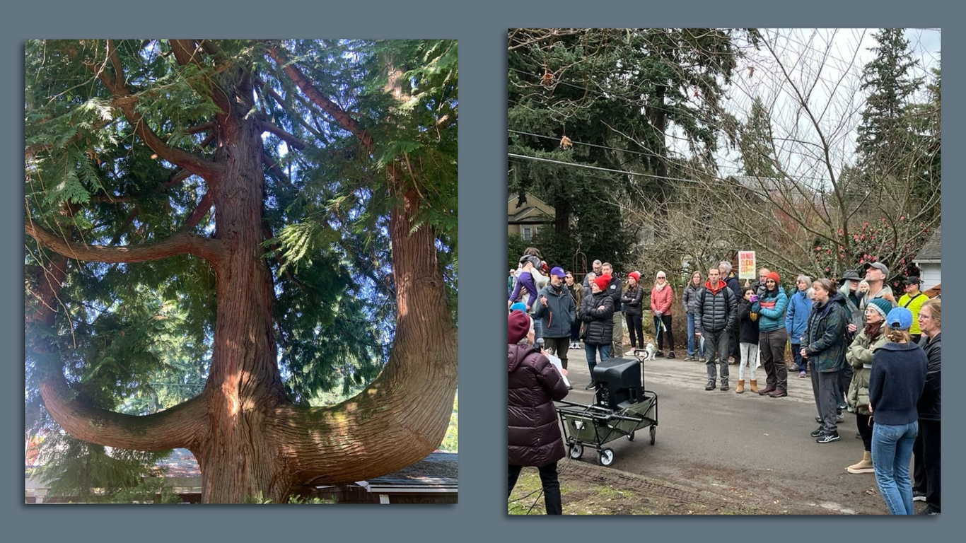 Seattle investigating deadly damage to Wedgwood tree - Axios Seattle