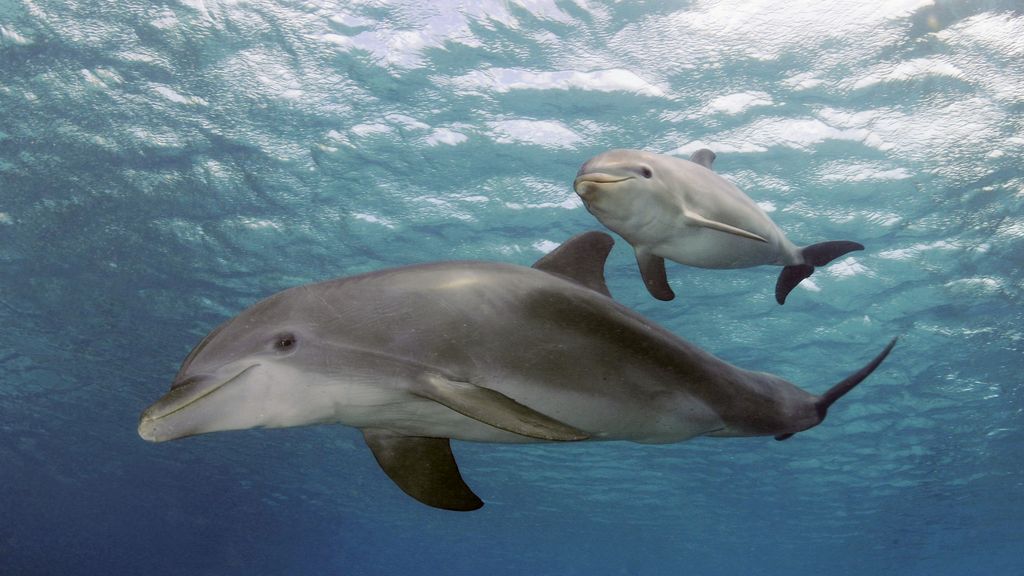 Dolphin mothers baby talk, too, study shows - Axios Tampa Bay