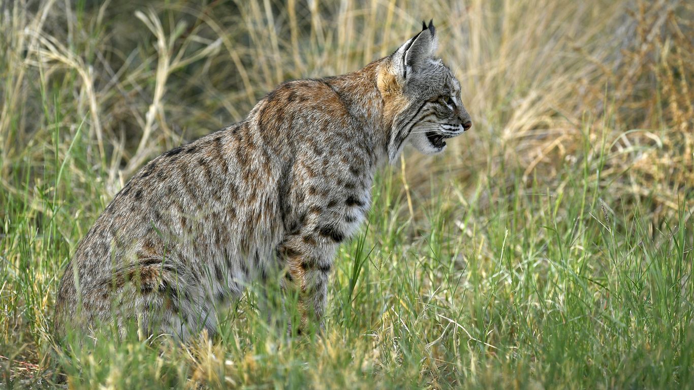 Proposition 127 would ban mountain lion, bobcat and lynx hunting in ...