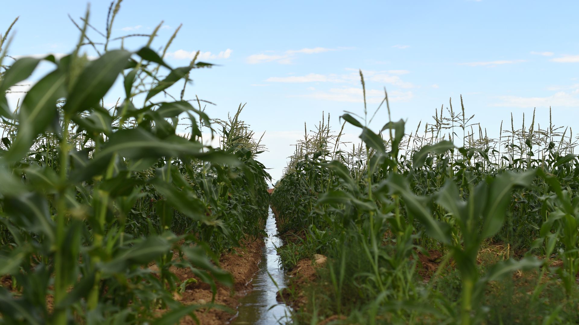 Small worms pose big threats for Colorado corn crops this year - Axios ...