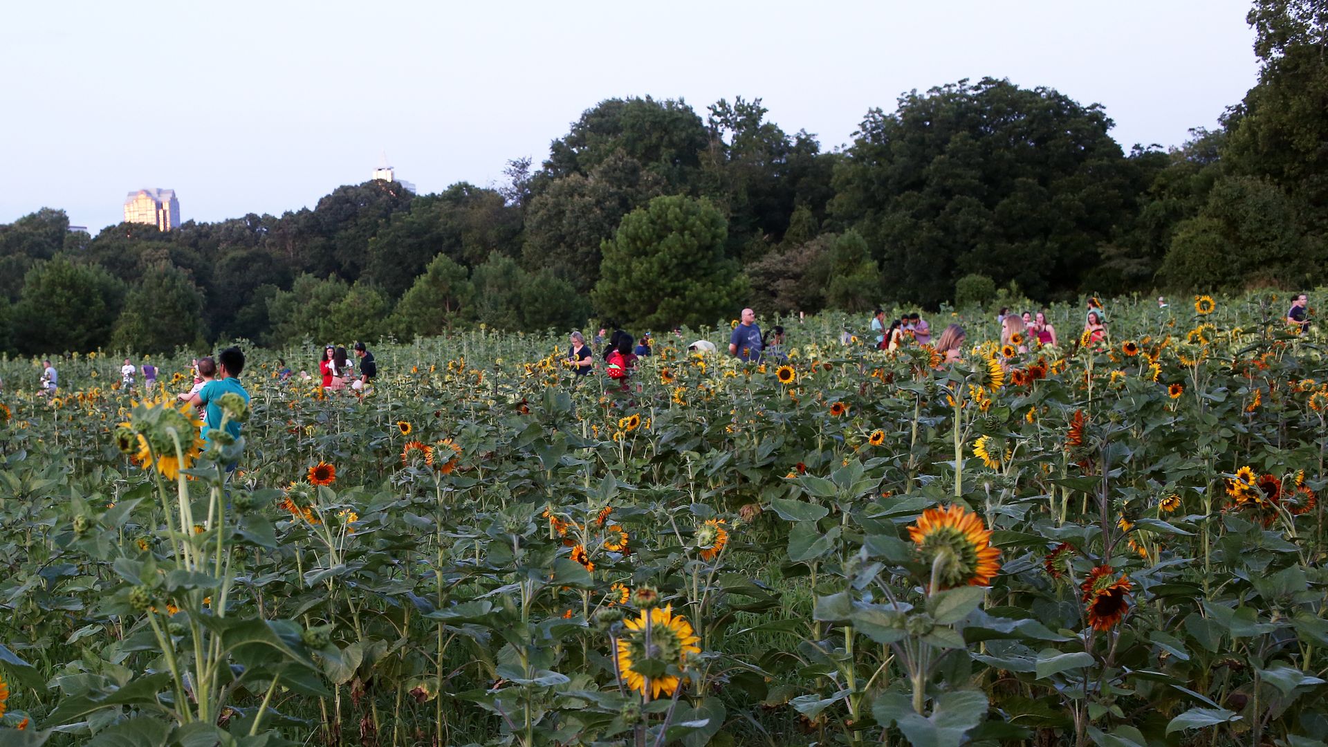 Sunflower season is here at Dix Park - Axios Raleigh