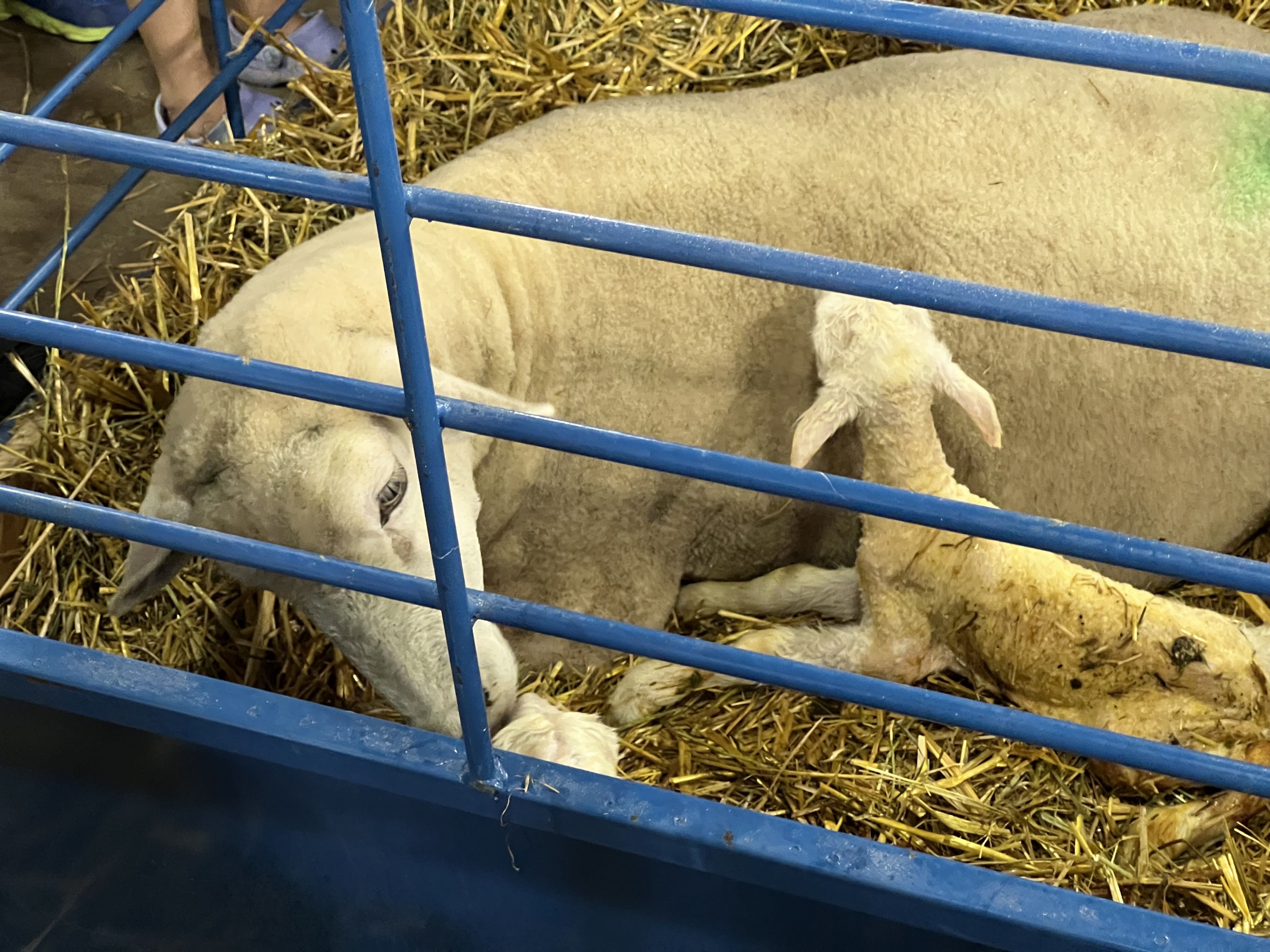 Newborn lambs at the Minnesota State Fair's Miracle of Birth Center ...