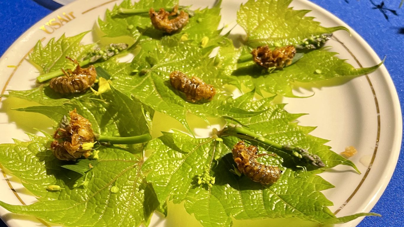 How to safely forage, cook and eat cicadas - Axios Chicago