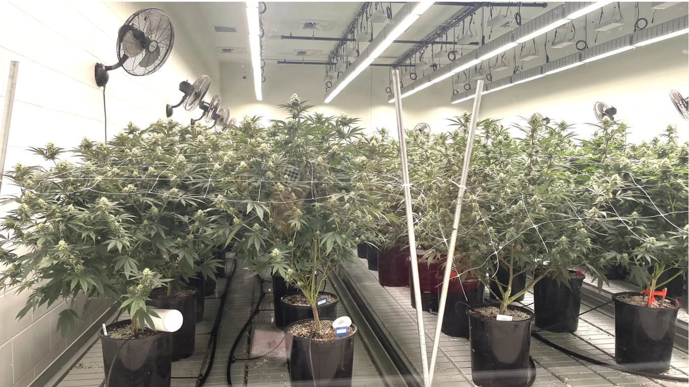 Iowa lawmakers consider allowing medical cannabis buds - Axios Des Moines