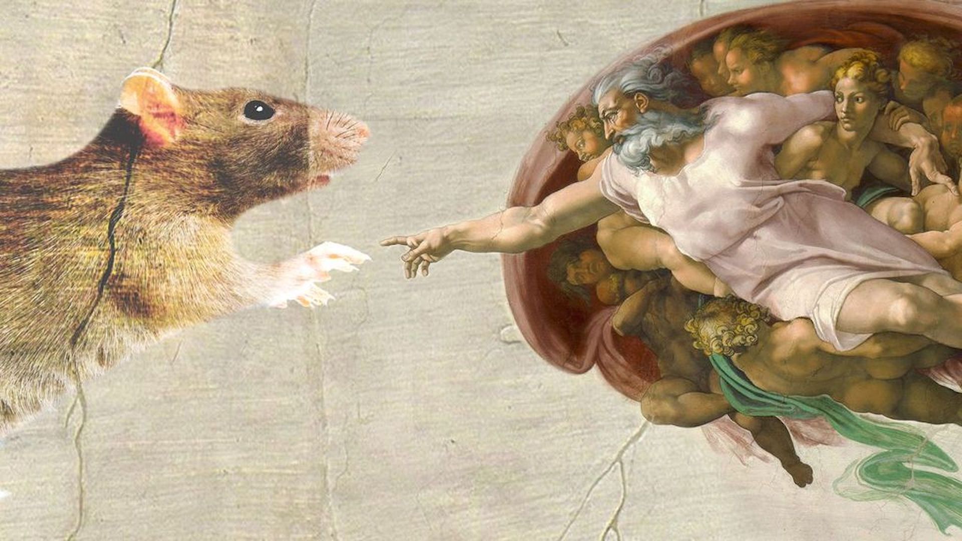 America's rat renaissance