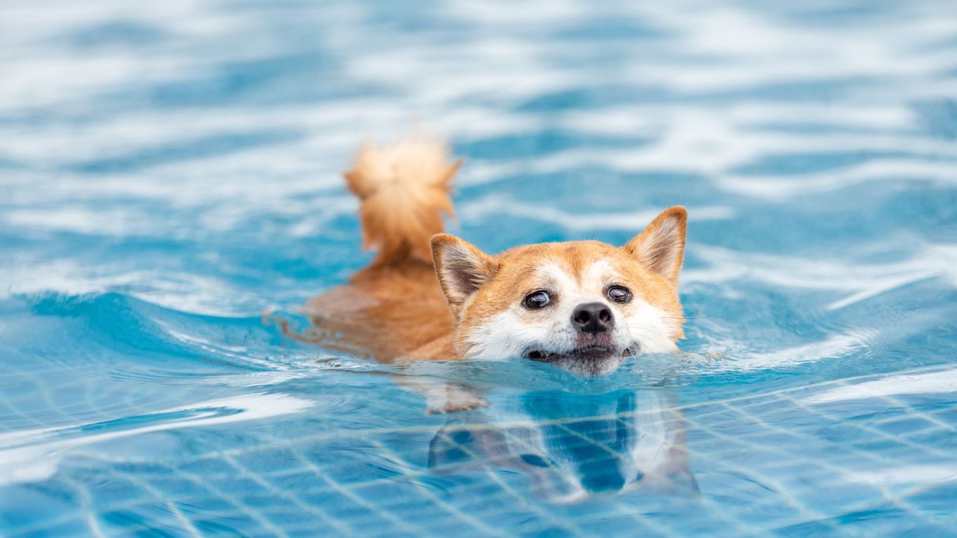 6 tips to help your pet beat the heat - Axios Dallas