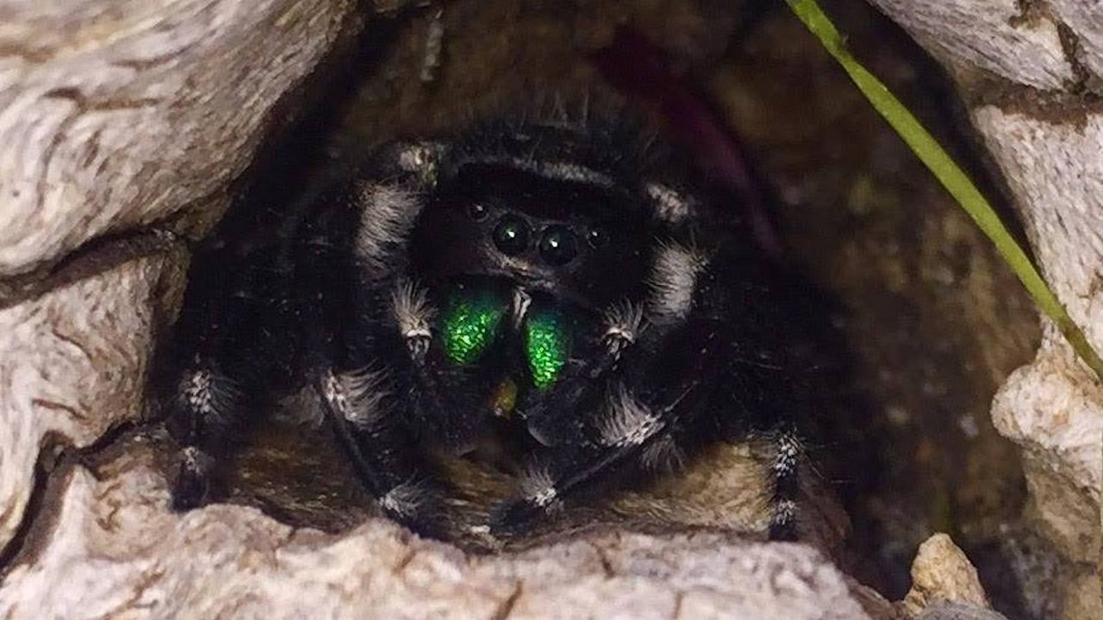Antelope Island's Spider Festival hosts nature walks and crafts - Axios ...