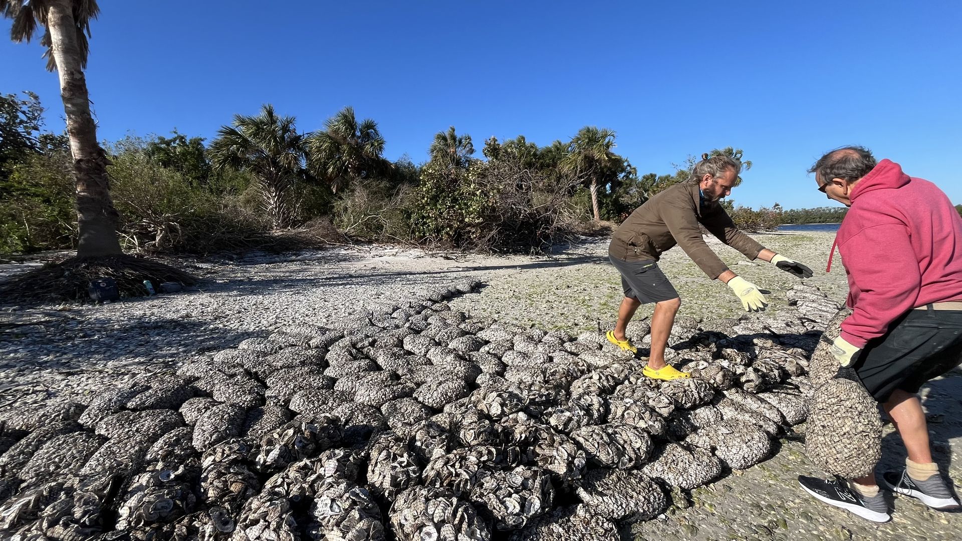 How recycled oyster shells help filter Tampa Bay's water, combat ...