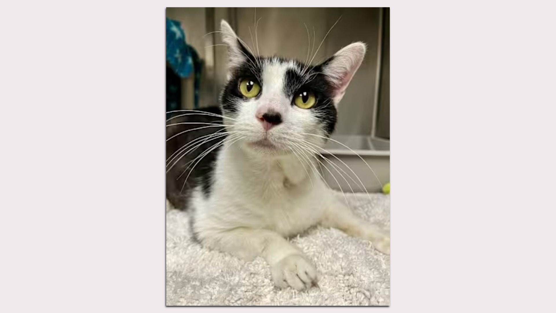 Requests to surrender dogs soar at Richmond's animal shelter - Axios ...