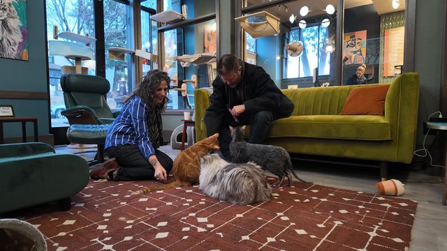 Inside Catzen Coffee, St. Paul's first cat cafe - Axios Twin Cities