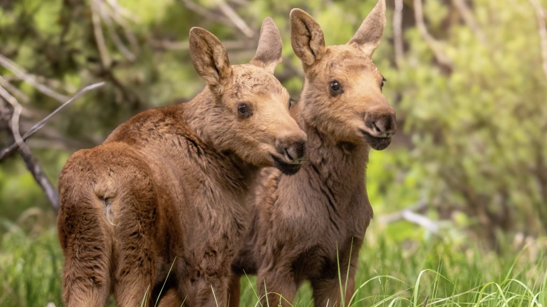 Moose twins captivate Rocky Mountain National Park visitors - Axios Boulder