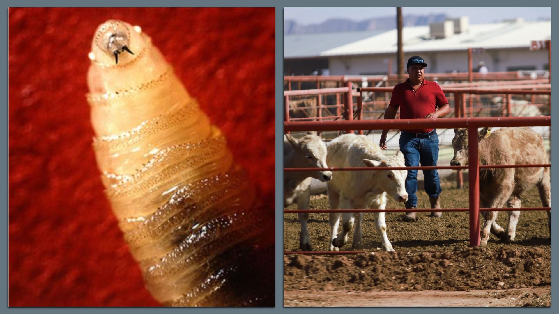 Screwworm: What to know of threat as US suspends Mexico cattle imports