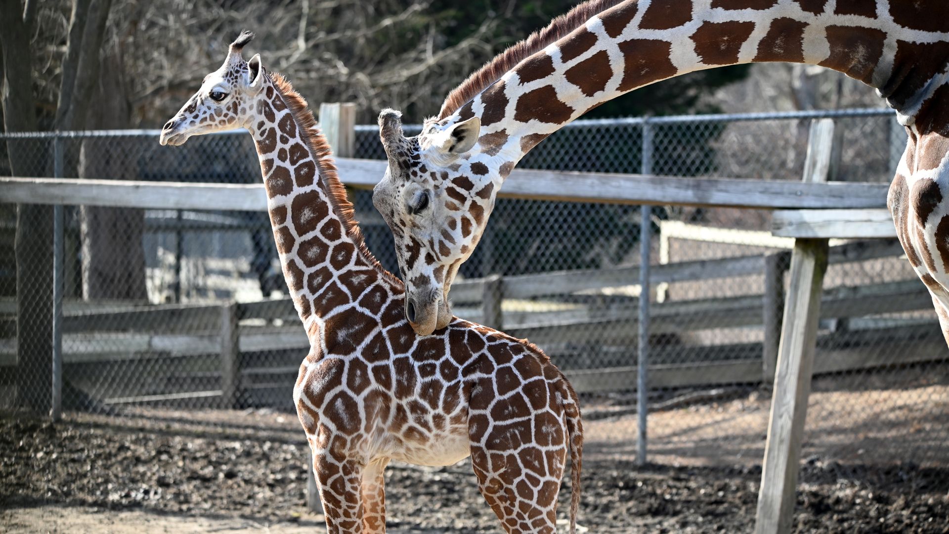 The Current: Meet the zoo's new baby giraffe - Axios Richmond