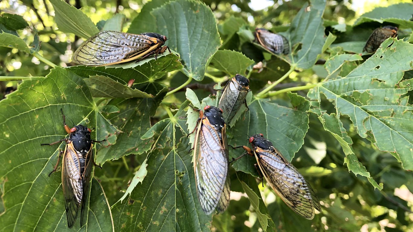 Once in a lifetime cicada co-emergence coming to Indiana - Axios ...