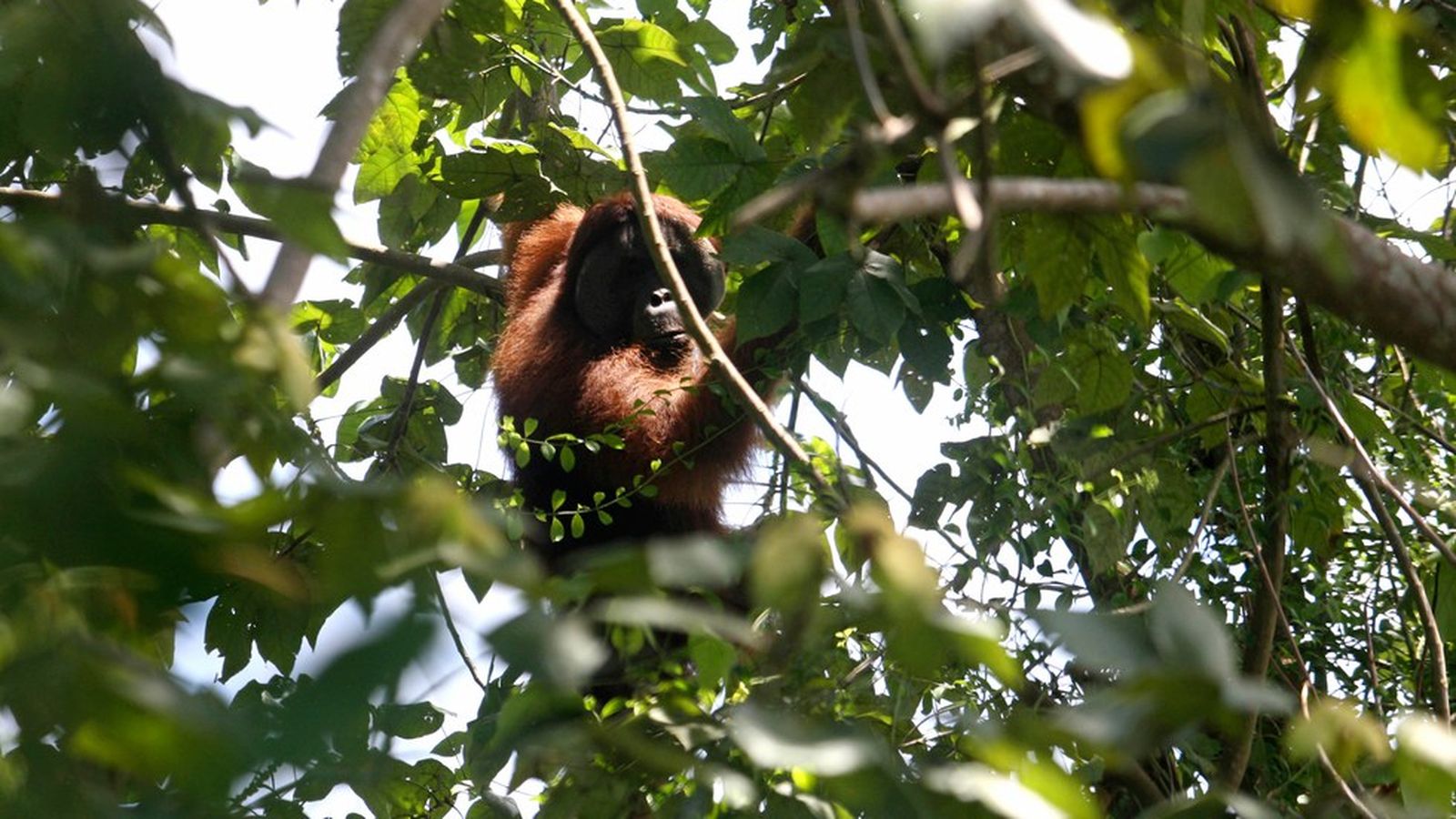 New great ape species is a rare find