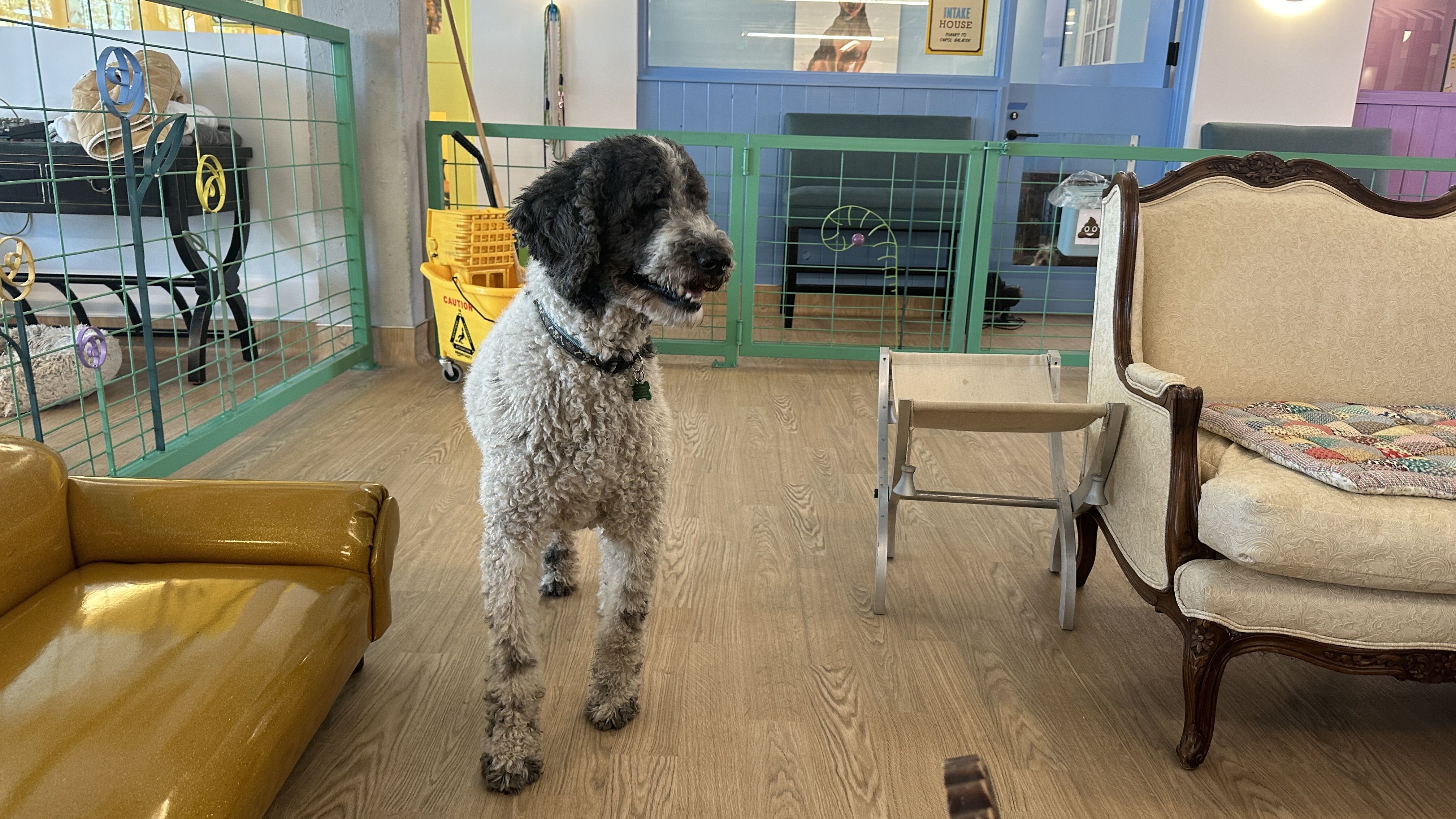 Sneak peek: Muttville's forever home - Axios San Francisco