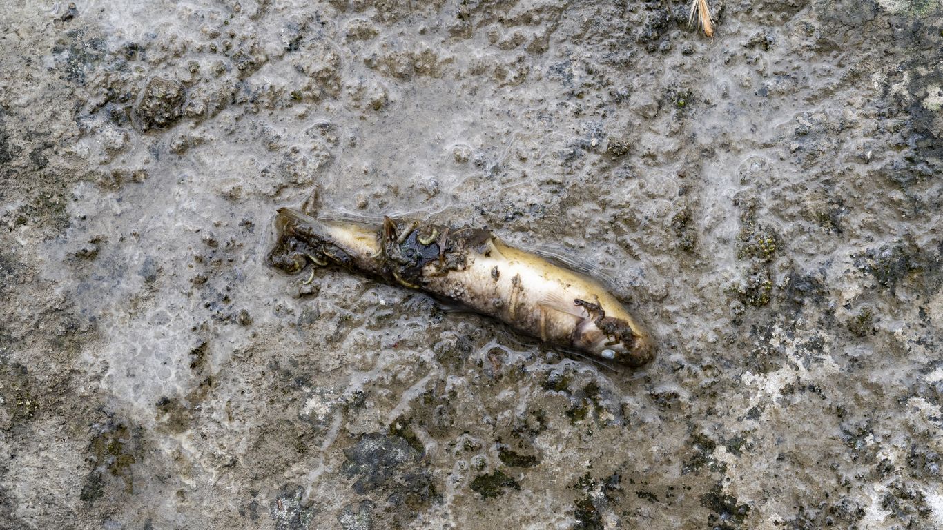 Ohio train derailment: Over 43,000 aquatic animals estimated dead