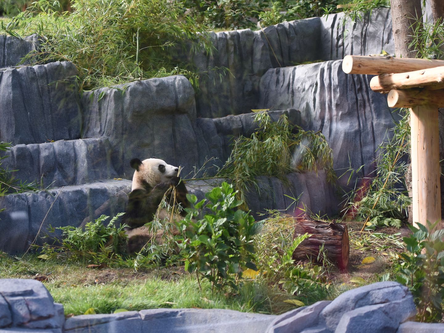 Zoologists At Work With Pandas