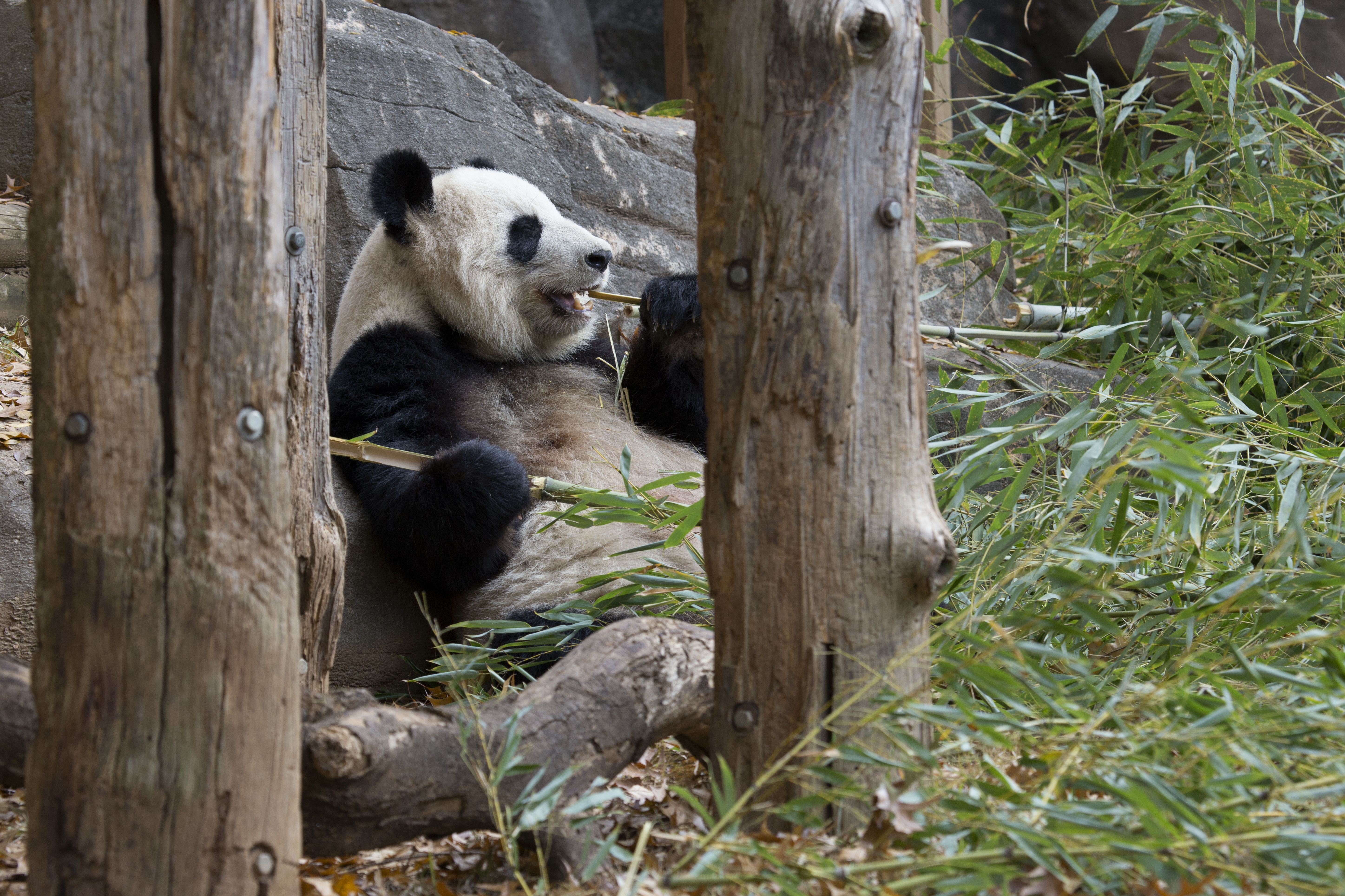 Zoo Atlanta schedules final chances to visit Giant Pandas - Axios Atlanta