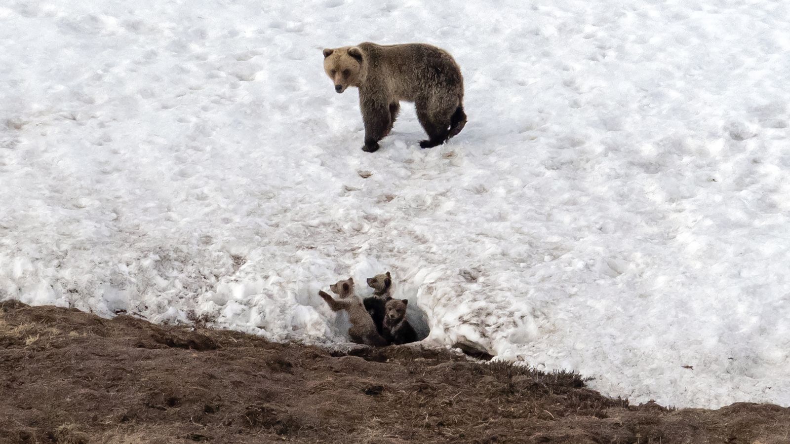 Biden administration approves Willow oil project in Alaska