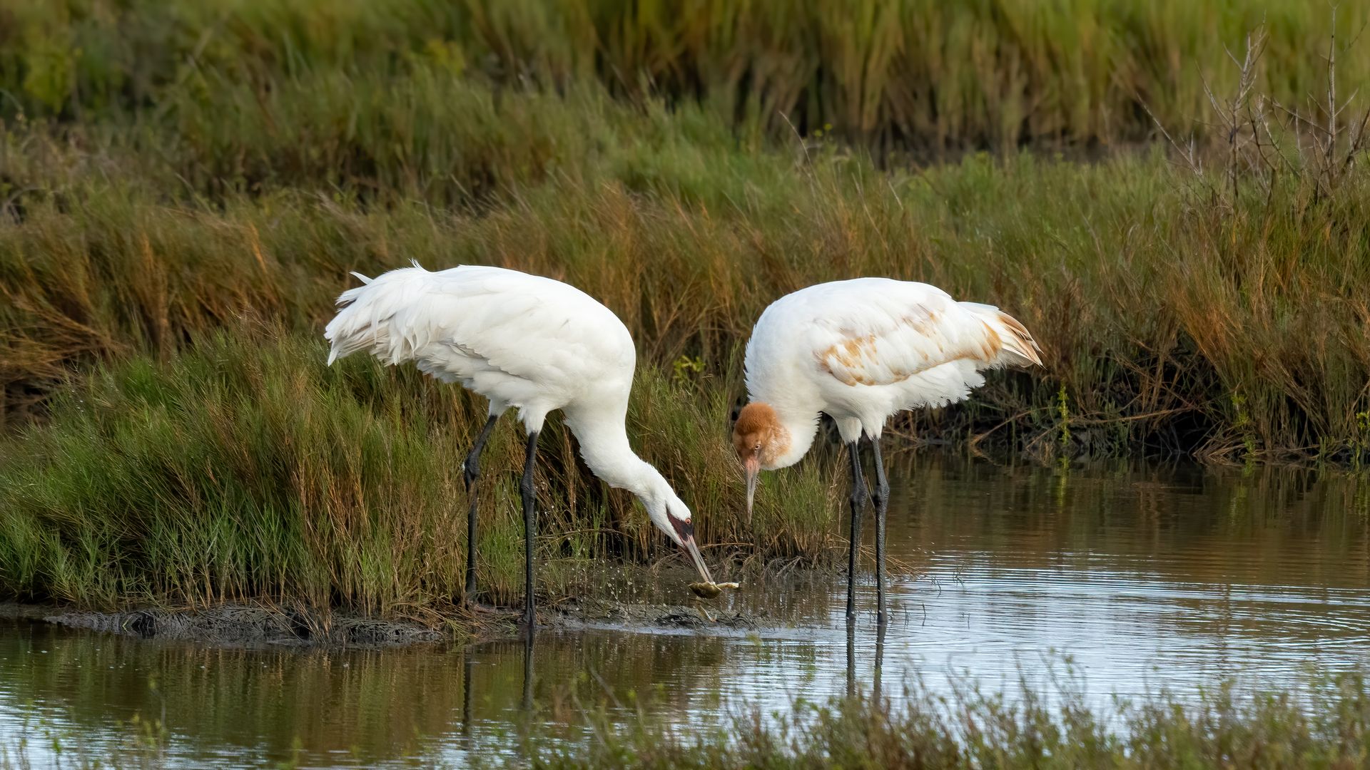 A record number of whooping cranes winter on Texas coast - Axios Houston