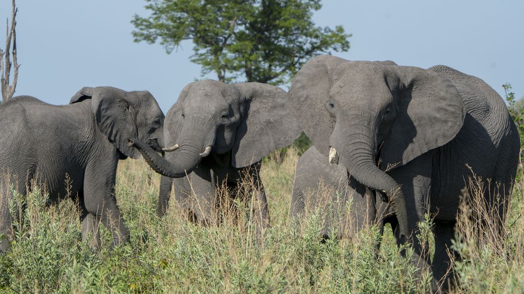 Study: Ivory trade accelerated "evolution" of tuskless elephants