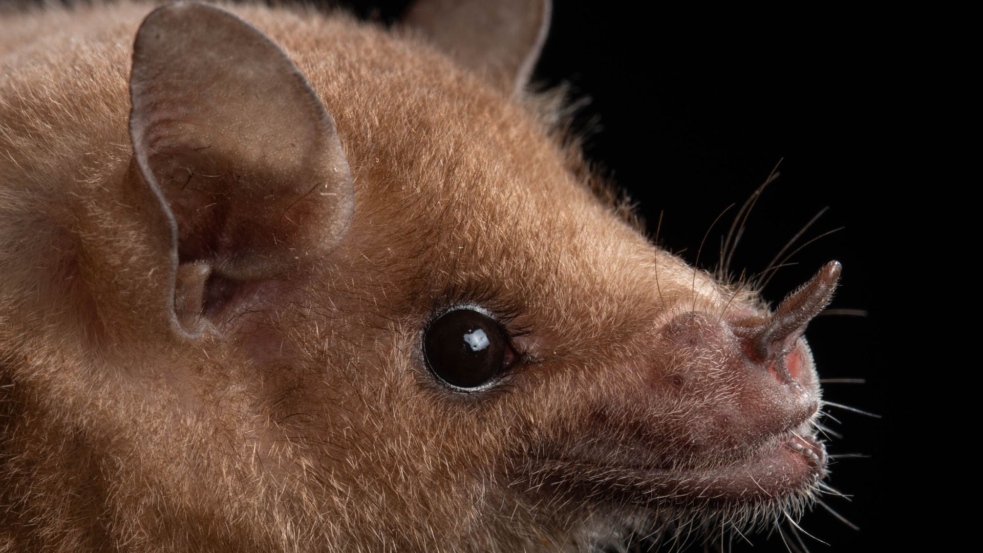 How an Arizona professor is protecting "tequila bats" - Axios Phoenix