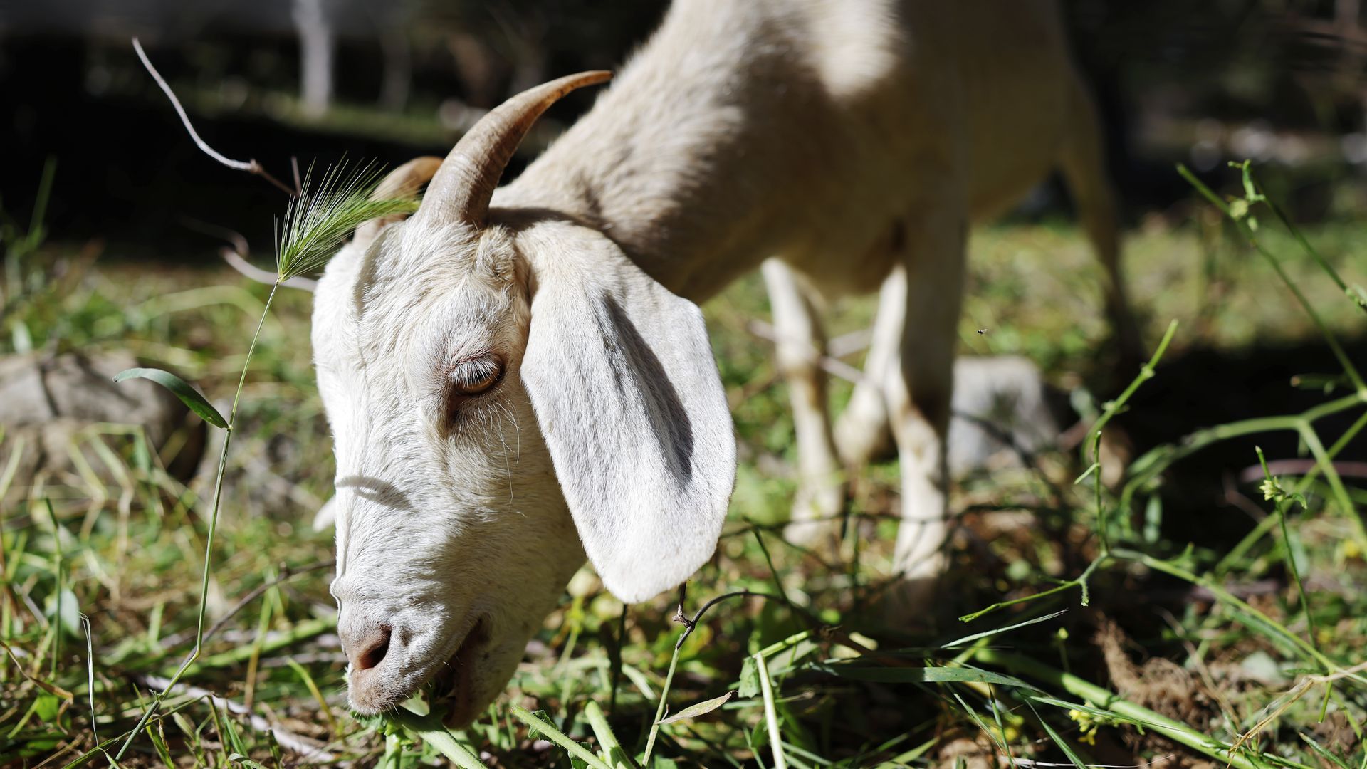 Need landscaping help in Columbus? Get a goat - Axios Columbus