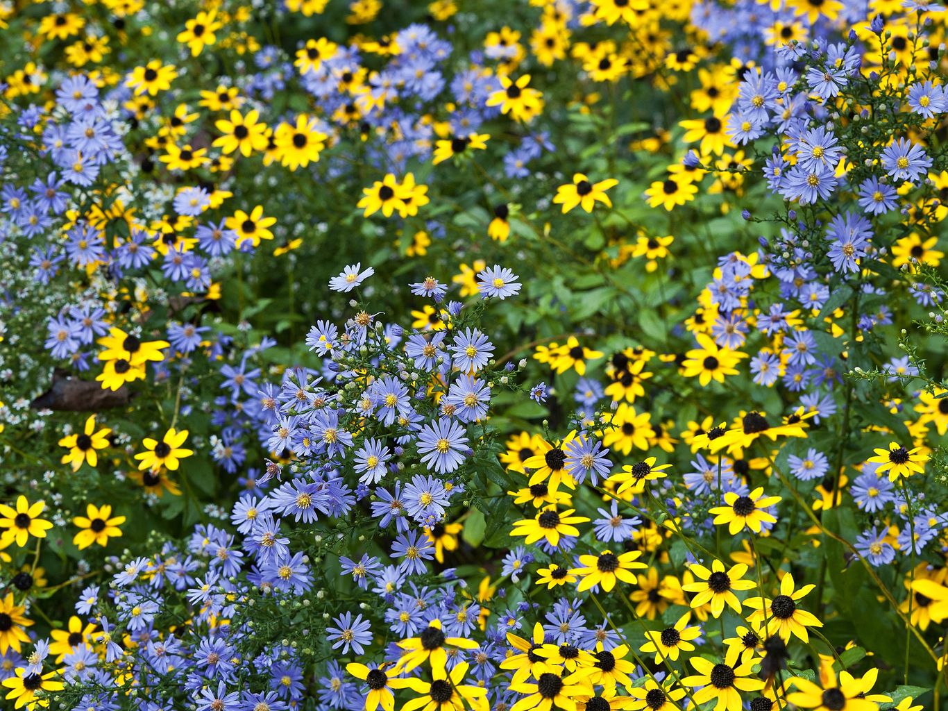 Ohio Flowers For Bees | Best Flower Site