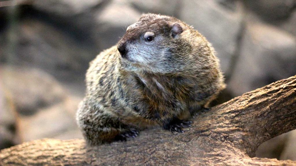 The story behind Charlotte’s groundhog - Axios Charlotte