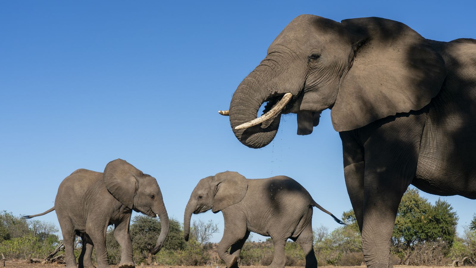 Elephants have names for each other like humans do, study suggests