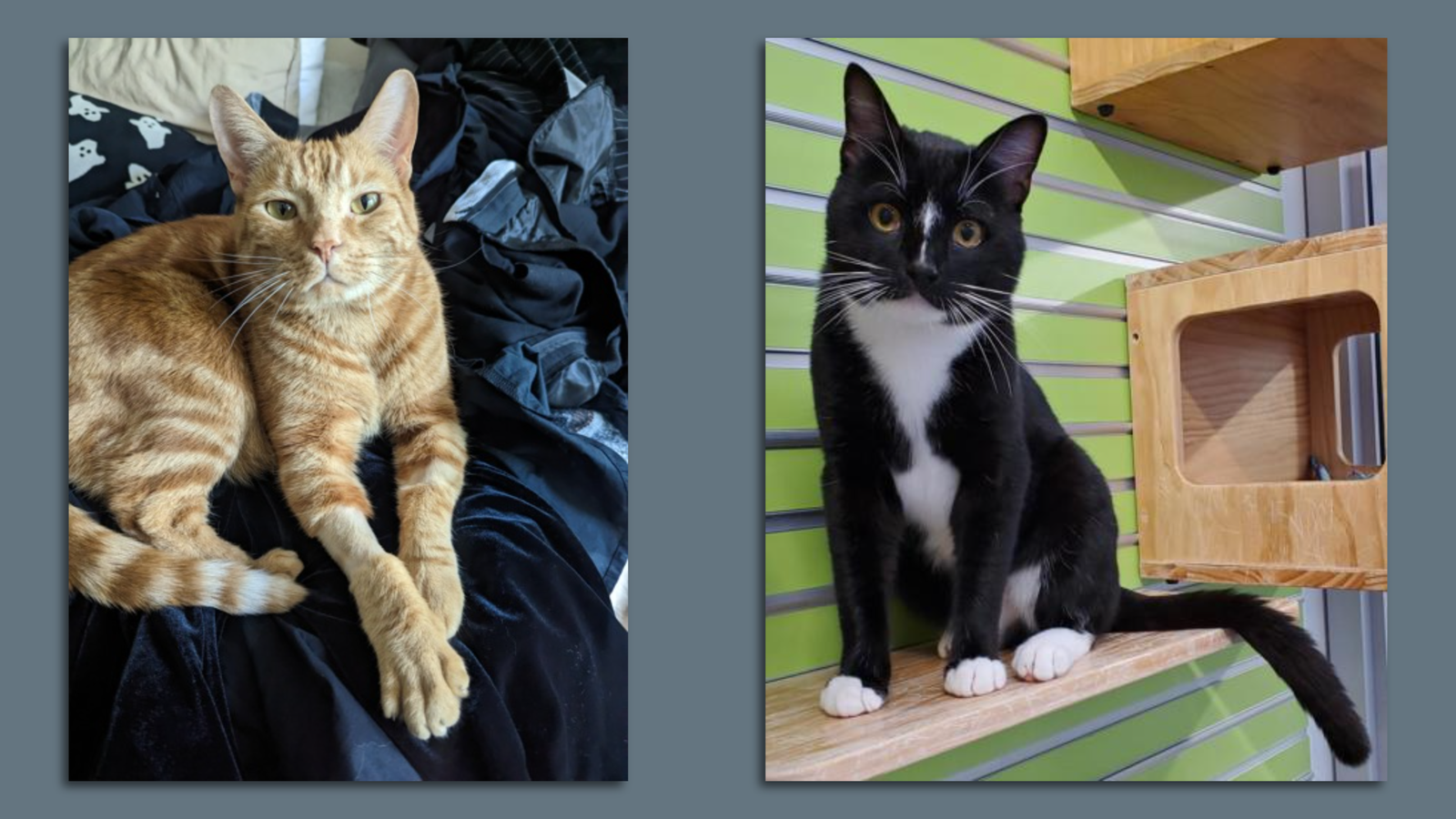 Adopt a cat for $13 in Taylor Swift's honor, via Seattle Animal Shelter ...