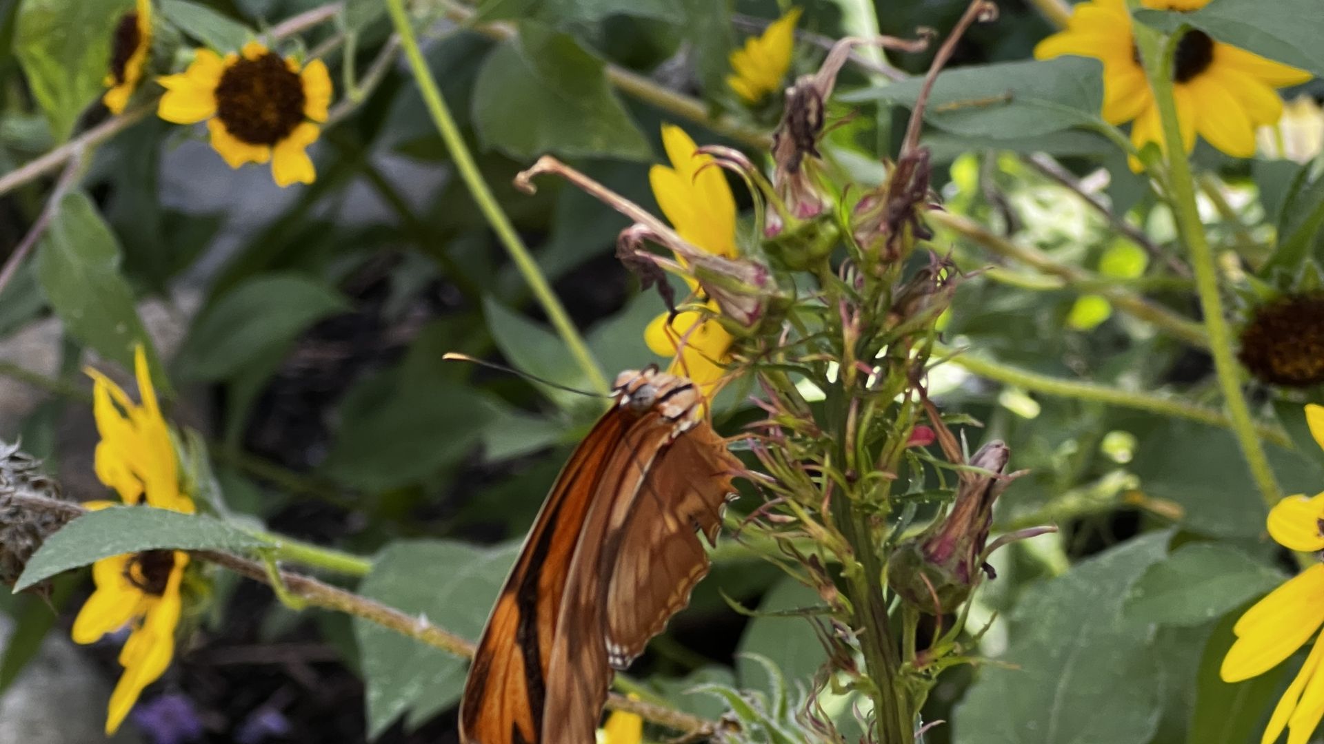 What to know about "chaos gardening" in Northeast Ohio - Axios Cleveland